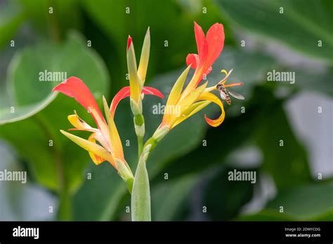 Close Up Of Indian Shot Canna Indica Flowers In Bloom Stock Photo Alamy