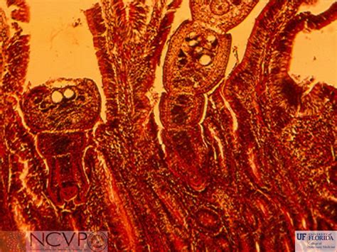 Cyclophyllidean Tapeworms Ncvp National Center For Veterinary