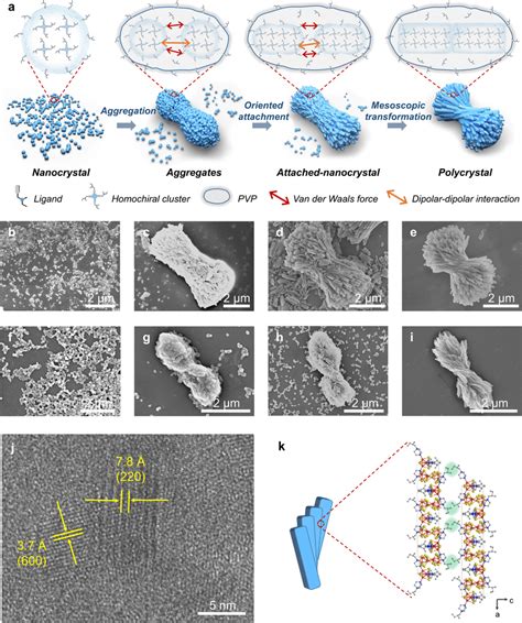 Bncc Of Hierarchically Organized Chiral Polycrystals A Schematic Download Scientific Diagram