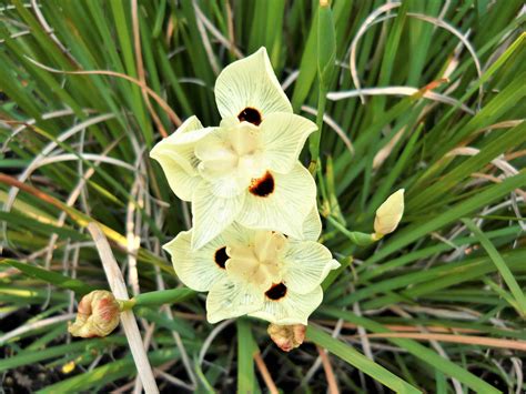 20 Yellow African Iris Fortnight Lily Dietes Bicolor Butterfly Etsy