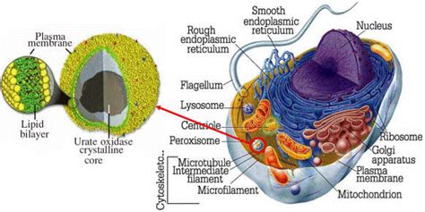 The Fundamental Unit Of Life CBSE Class 9 Science Notes Chapter 5