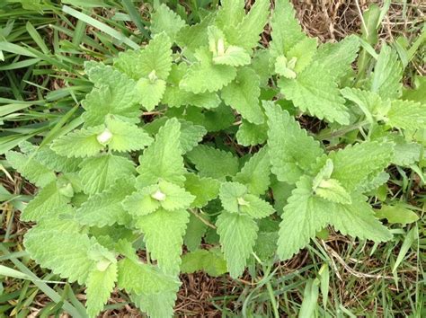 Is This Stinging Nettle Or Catnip In The Plant Id Forum