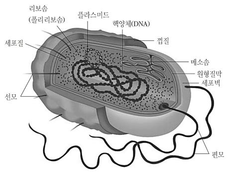 생물의 분류와 세포 네이버 블로그