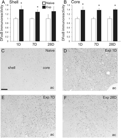 Sexual Experience Caused An Immediate And Persistent Increase In Number Download Scientific