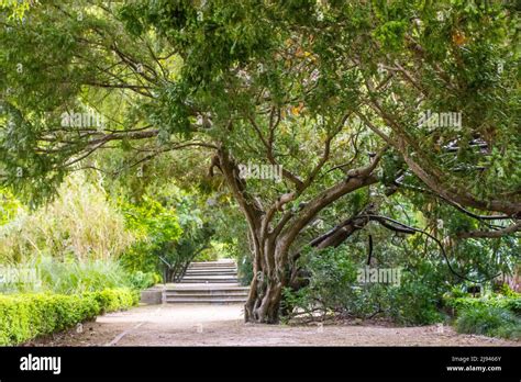 Large Branching Deciduous Tree With Green Foliage Lush Crown In A