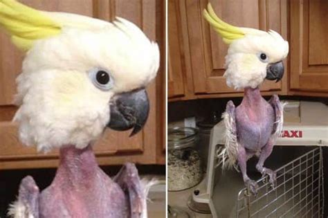 Neglected Parrot Plucks Out All Its Feathers Due To Stress Elite Readers