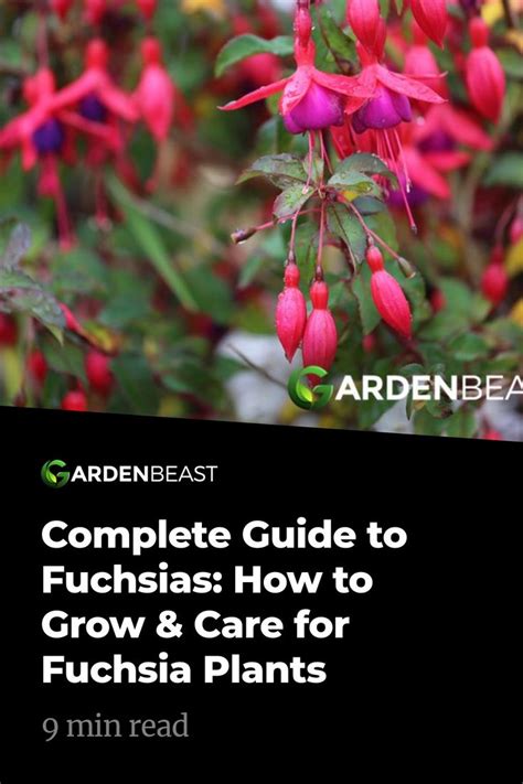 Complete Guide To Fuchsias How To Grow And Care For Fuchsia Plants In