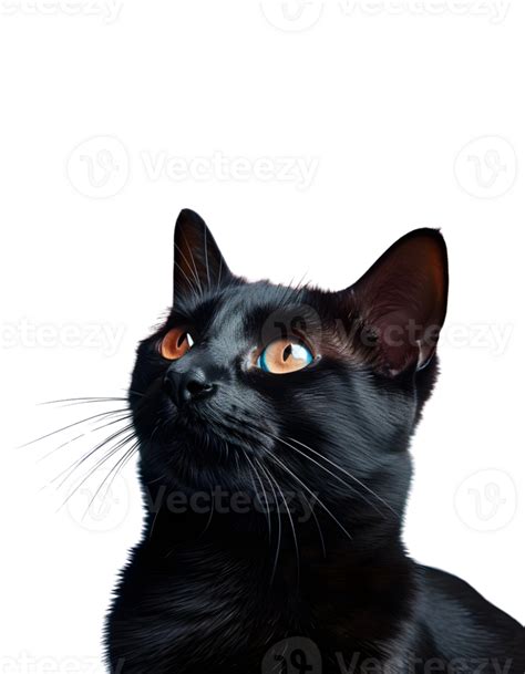 An Isolated Black Cat 51158142 Png