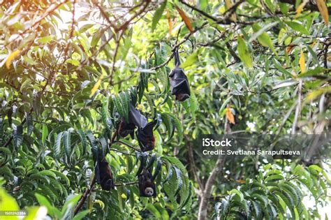 과일 박쥐는 나뭇 가지에 거꾸로 매달려 먹이를 찾기 전에 휴식을 취합니다 날여우 갈고리 발톱에 대한 스톡 사진 및 기타 이미지 Istock