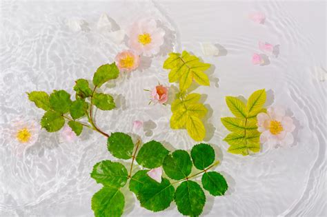아름다운 장미 꽃잎 매크로와 물 표면에 떠있는 드롭 클로즈 업 백그라운드로 사용할 수 있습니다 개념에 대한 스톡 사진 및 기타
