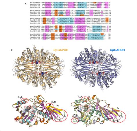 structural homology a multiple sequence alignment of bacterial