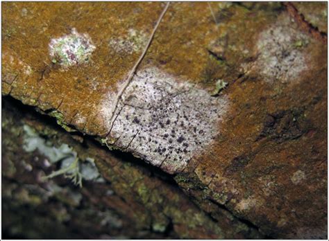 Lichen Anisomeridium Biforme