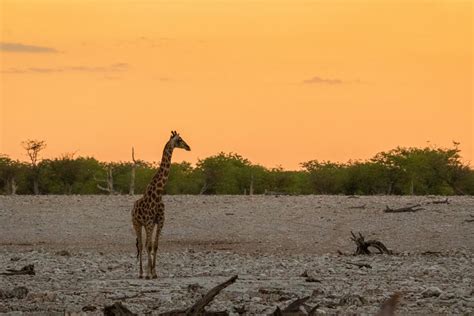 Sustainable Tech Solutions For Namibia S Conservation Challenges Omari Digital