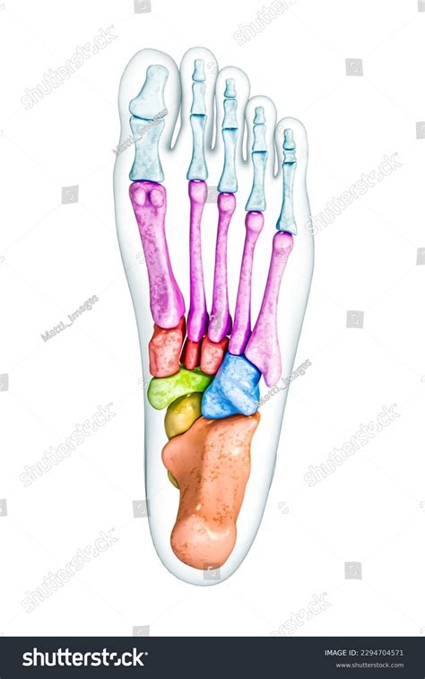 Foot Bones Inferior Plantar View Labeled Stock Illustration 2294704571