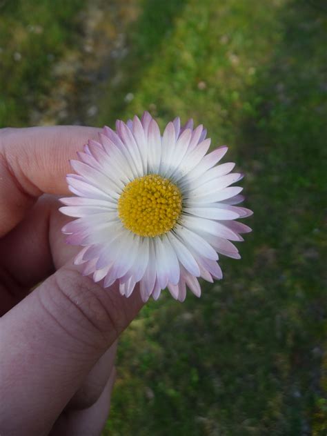 무료 이미지 자연 꽃잎 봄 식물학 플로라 야생화 빌라 매크로 사진 꽃 피는 식물 데이지 가족 Oxeye 데이지 식물 줄기 육상 식물