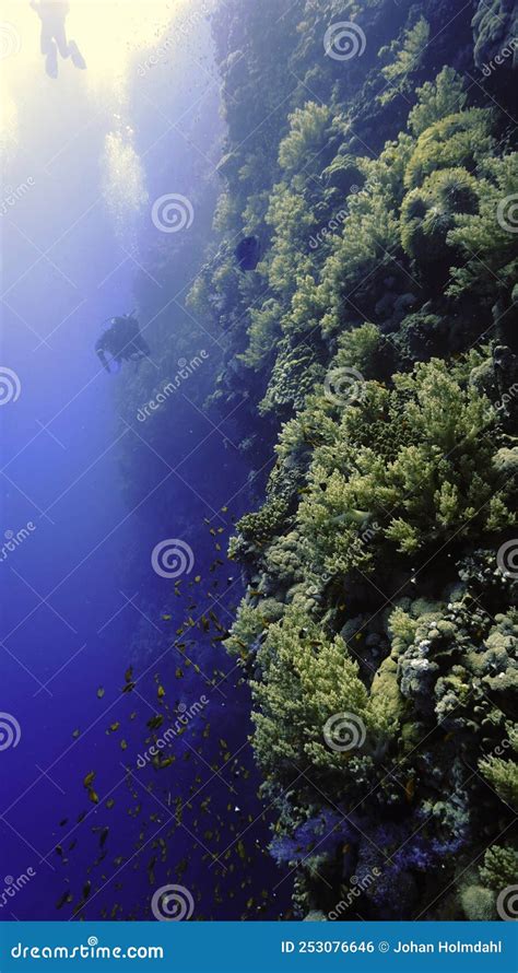 Colorful Coral Reef With Soft Corals In The Deep Blue Ocean Stock Photo