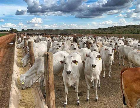 Abate de bovinos cai 10 8 e o de suínos cresce 7 no terceiro