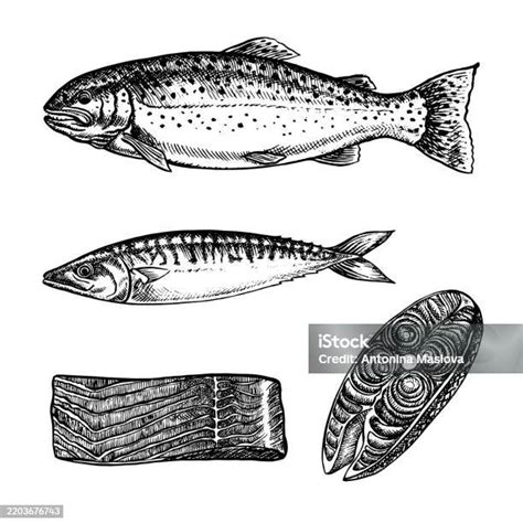 물고기 송어 고등어 물고기 조각이 있는 일러스트 세트입니다 벡터 손으로 그린 그래픽입니다 해산물의 흑백 이미지입니다 배경과 분리됩니다 메뉴 레시피 북 패키지 라벨용 물고기에