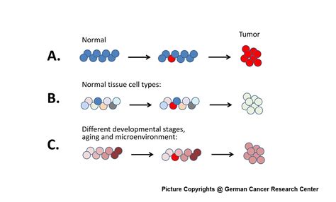 The Origin Of Cancer And Role Of Cancer Stem Cells Imaqpress
