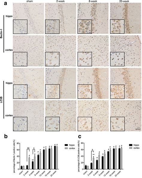 Percentage Of Beclin 1lc3b Positive Cells In The Hippocampus And