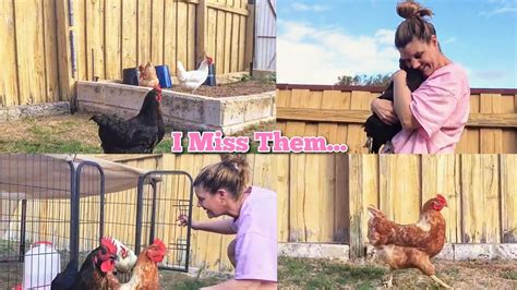 Flashback 2020 My Beautiful Feathered Friends My Chickens Youtube