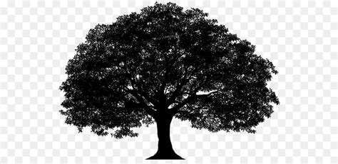 Free Live Oak Tree Silhouette Download Free Live Oak Tree Silhouette