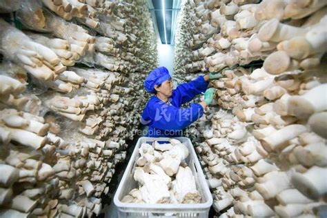 河南洛阳：食用菌产业促增收 人民图片网