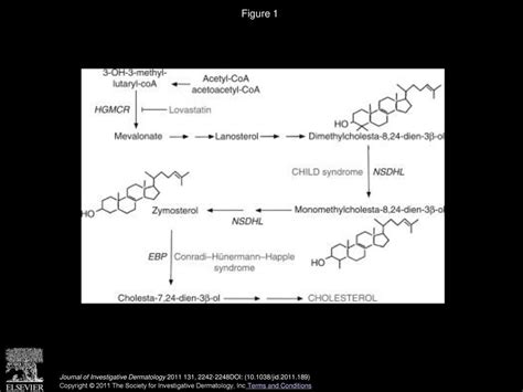 Pathogenesis Based Therapy Reverses Cutaneous Abnormalities In An