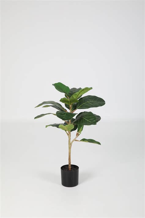 Ficus Elastica 66cm Diseno Floral