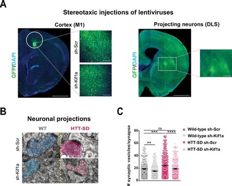 Huntingtin Recruits Kif1a To Transport Synaptic Vesicle Precursors