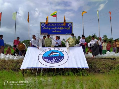 ကျိုက်လတ်တွင် စပါးခင်းများအတွင်း ငါးခုံးမကြီးကောင်ရေ ၁၅၀၀၀၀ အား ငါးမ