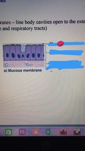 Body Membranes Flashcards Quizlet