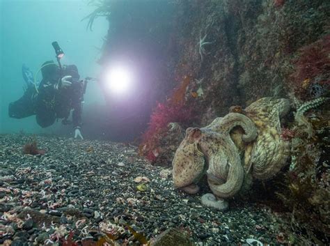 Incredible Octopus Sex Party Photographed By Diver Off West Country