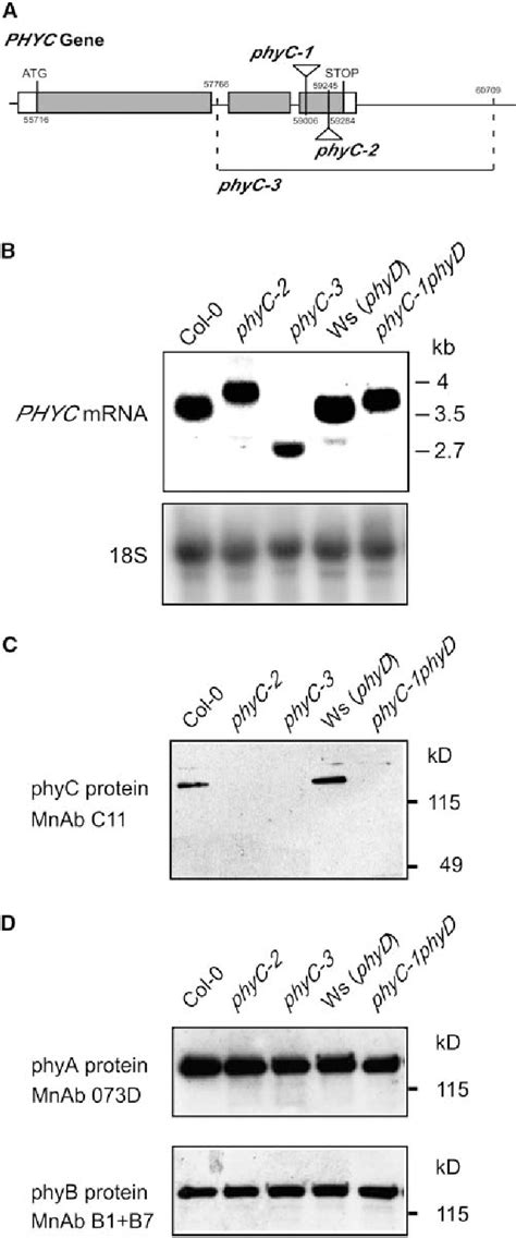 Figure 1 From Isolation And Characterization Of Phyc Mutants In