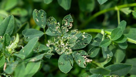 Spring Pest Predictions Are Pending Hay And Forage Magazine
