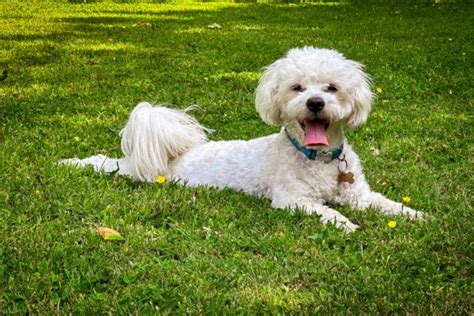 Jadeo Canino Cu Ndo Preocuparse Identifica Los S Ntomas De Jadeo