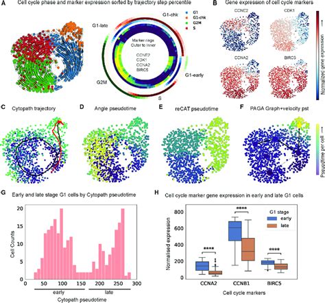 Reconstruction Of The Cell Cycle In The U2OS Cell Line A RNA Velocity