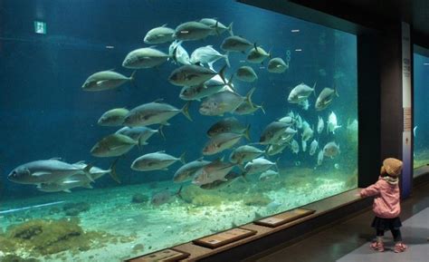 おでかけリポート／親子で学んで楽しむ水族館／京都大学白浜水族館（白浜町）｜agara子育て応援ひろば