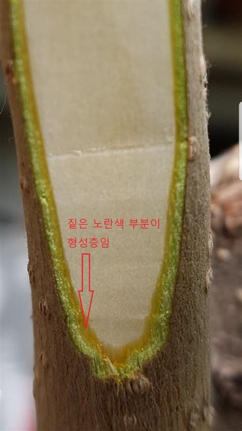 나무 줄기의 형성층부름켜에 대하여 네이버 블로그