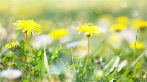 마음이 안정되고 기분 좋아지는 음악🎵로맨틱 피아노 연주곡 모음🎵하루10분 만병을 치료 해주는 힐링 명상 기치료 음악 및 영상 아침명상음악 아침음악 힐링음악 명상음 Youtube