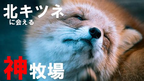 冬こそおすすめ モフモフ北キツネに会おう 4K北海道 道東 絶景 北見市 留辺蘂 温根湯 北キツネ牧場 道の駅おんねゆ YouTube