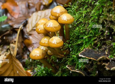 Fungus On Tree Stump Stock Photo Alamy