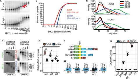 Lncrna Digit And Brd3 Protein Form Phase Separated Condensates To Regulate Endoderm