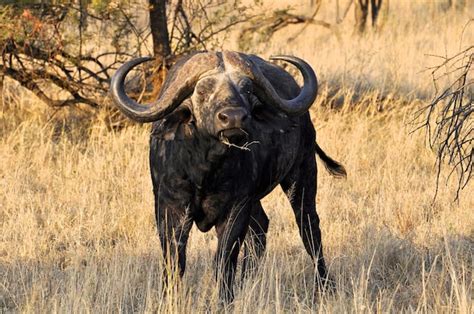 Premium Photo African Cape Buffalo Africa