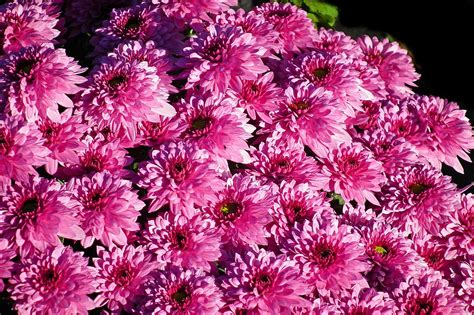 Crisantemos Flores Rosadas Foto Gratis En Pixabay Pixabay