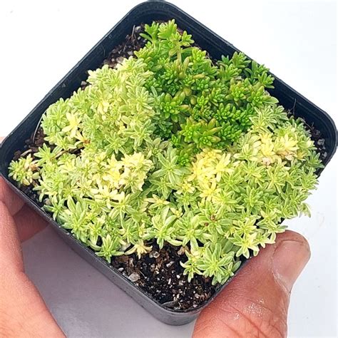 Sedum Japonicum Variegata Matcha Latte The Garden Pot Workshop