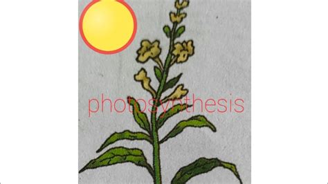 Photosynthesis Meaning Definition Of Photosynthesis What Is