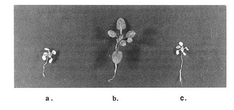 Complementation Test Photographs Of Arabidopsis Plants Treated With