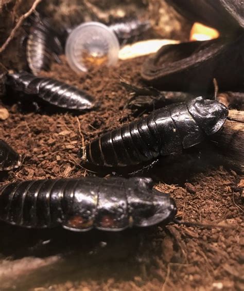 Madagascan Hissing Cockroach Animal Experiences At Wingham Wildlife