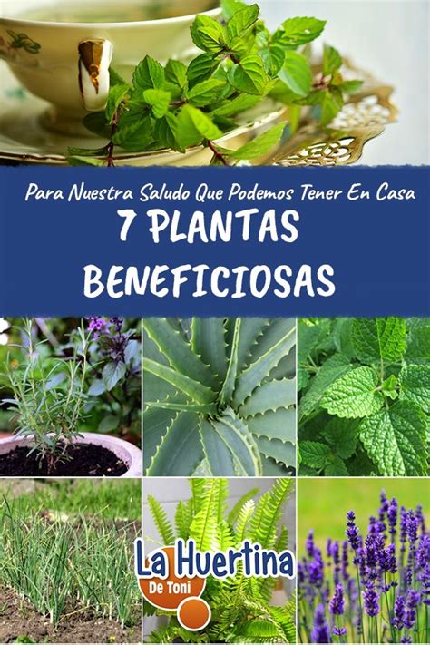 Plantas Beneficiosas Para Tu Salud Que Puedes Plantar En Casa La Huertina De Toni Plantas